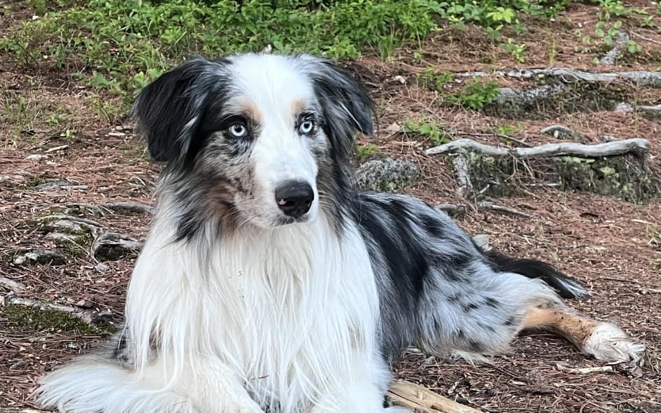 AI art generator – Vision FX | CorelDRAW Graphics Suite